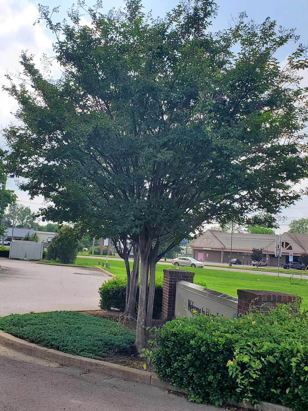 Natchez Crape Myrtle 'Lagerstroemia fauriei 'Natchez' Japanese Crape M ...