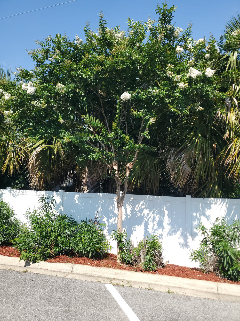 Natchez Crape Myrtle Lagerstroemia fauriei Natchez Japanese Crape Myrt ...