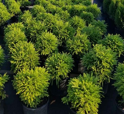 Cryptomeria japonica 'Globosa Nana' Japanese Cedar – Oakland Shade ...