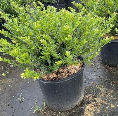 Ilex crenata 'Compacta' Japanese Holly – Oakland Shade Trees & Nursery