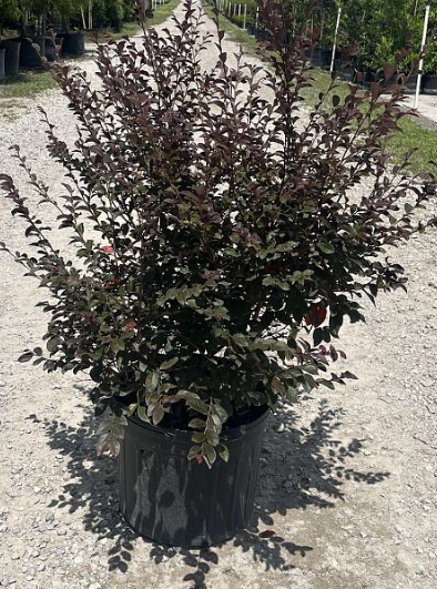 Loropetalum chinense 'Peack' Purple Pixie® Dwarf Weeping Chinese fring ...
