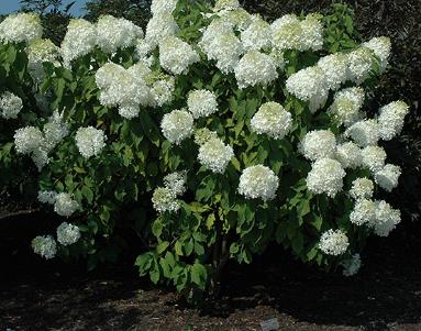 Hydrangea paniculata Phantom Panicle hydrangea Royal Star – Oakland ...