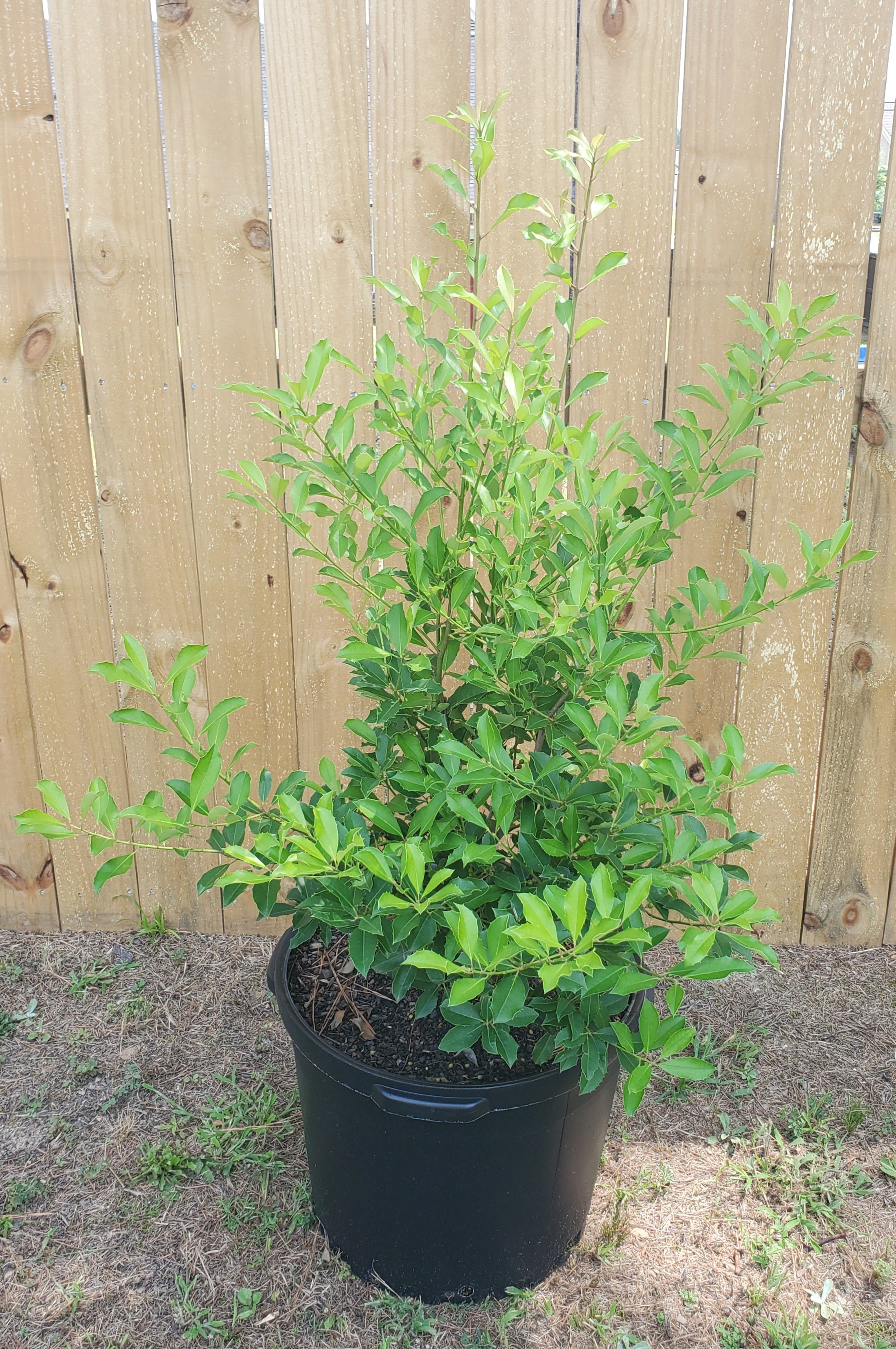 Savannah Holly Bush Form (Ilex x attenuata 'Savannah ...